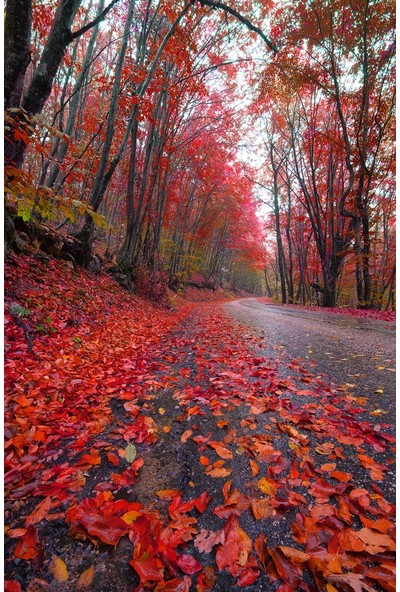 Cici Wallpaper 215 x 150 cm 3 Boyutlu Duvar Kağıdı Poster