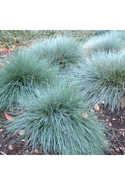 Rüzgar Botanik 3 Adet Osmanlı Çimi Fidanı Saksılı