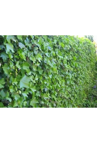 Rüzgar Botanik Orman Sarmaşığı Fidanı Saksılı 80CM 100CM