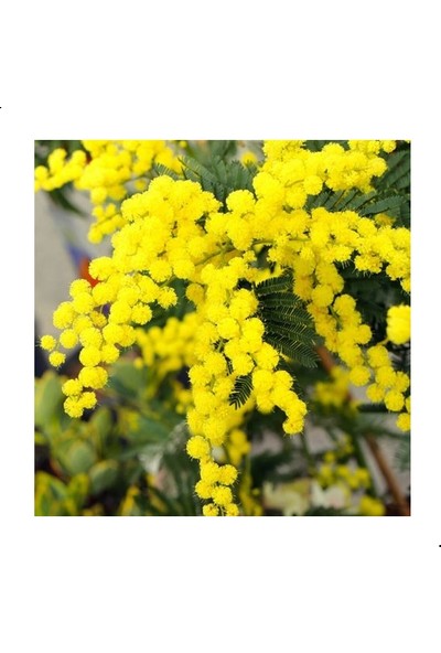 ALİ BOTANİK Mimoza Ağacı Fidanı 30 cm