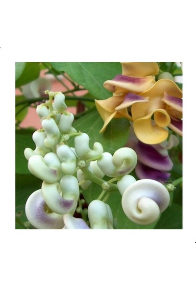 ALİ BOTANİK Selluka Çiçeği Izmir Sarmaşığı 80 cm