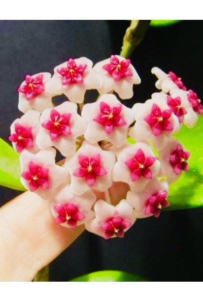 Akdeniz Tarım Hoya Obavata 1,5 Metre Kokulu Mum Çiçeği Bitkisi Akdeniz Tarım Hoya Obavata 1,5 Metre Kokulu Mum Çiçeği Bitkisi