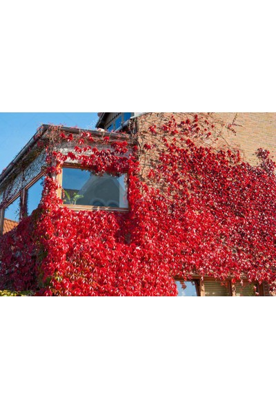 Lala Ahmet Botanik Amerikan Sarmaşığı Fidanı (Parthenocissus Quinquefolia) Tüplü, 40-60 Cm. Lala Ahmet Botanik Amerikan Sarmaşığı Fidanı (Parthenocissus Quinquefolia) Tüplü, 40-60 Cm.