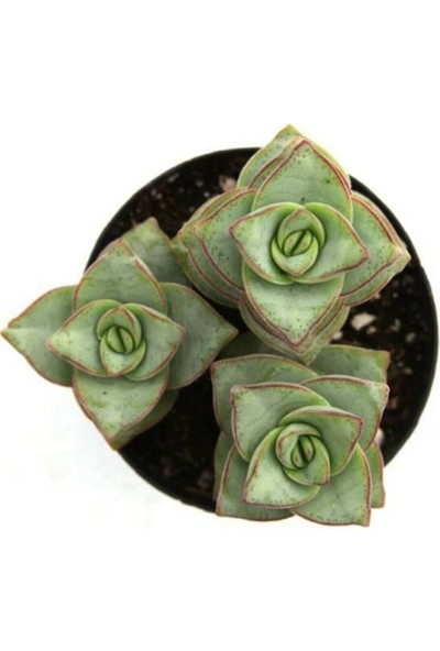 Crassula Perforata Katlı Sukulent