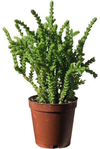 Crassula Muscosa Prenses Çamı Sukulent