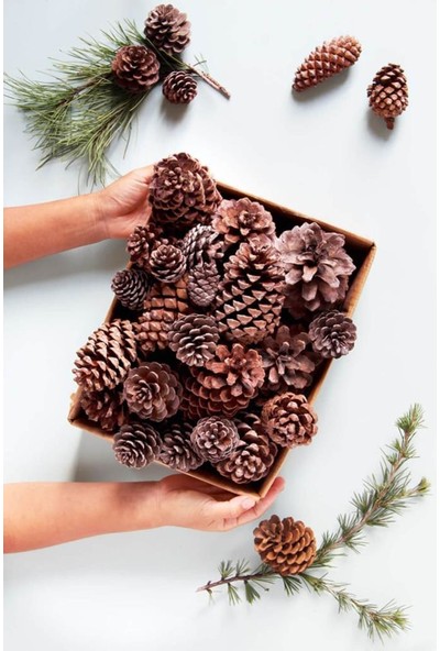 Zarias's Kozalak 10 Lu