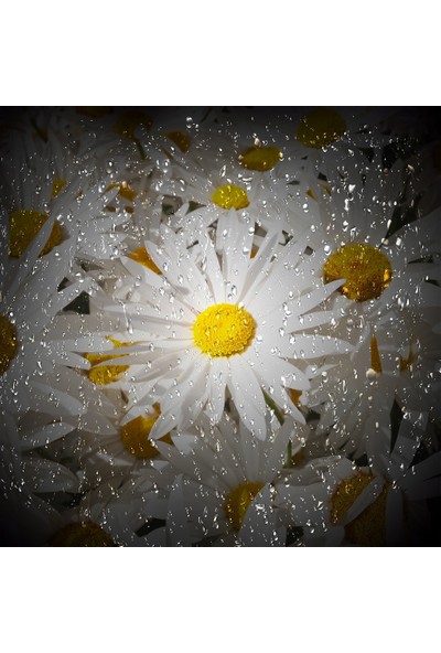 Cici Wallpaper 215 x 150 cm 3 Boyutlu Duvar Kağıdı Poster