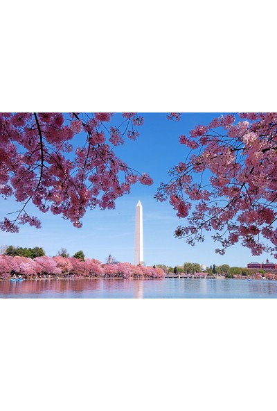 Cici Wallpaper 215 x 150 cm 3 Boyutlu Duvar Kağıdı Poster