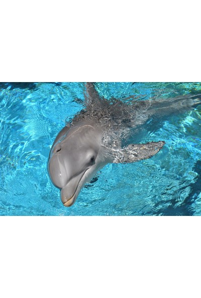 Cici Wallpaper 215 x 150 cm 3 Boyutlu Duvar Kağıdı Poster