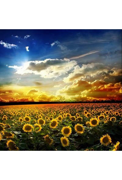 Cici Wallpaper 215 x 150 cm 3 Boyutlu Duvar Kağıdı Poster