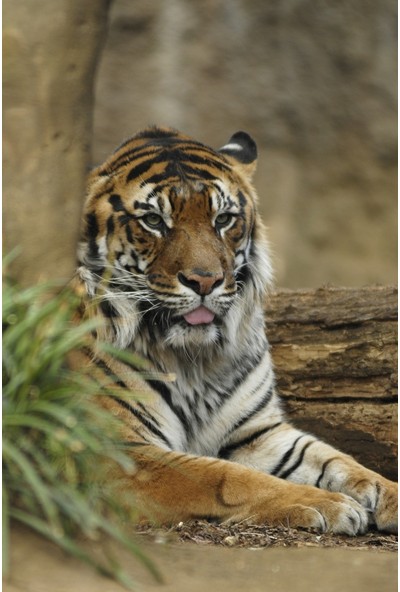 Cici Wallpaper 215 x 150 cm 3 Boyutlu Duvar Kağıdı Poster