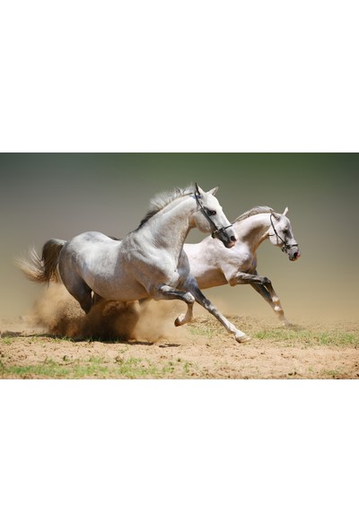 Cici Wallpaper 215 x 150 cm 3 Boyutlu Duvar Kağıdı Poster