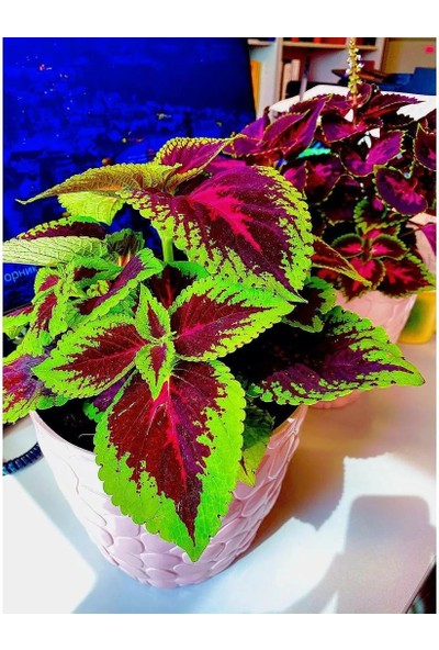 Rüzgar Botanik Rüzgar Botanik Cam Güzeli Yeşil Kenarlı Çiçeği Fidanı 30 cm 50CM