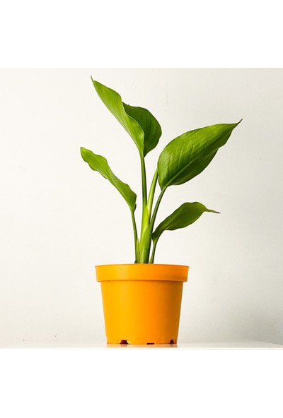 Fidan Burada Starliçe - Beyaz Cennet Kuşu 30-40 cm (Strelitzia Nicolai)