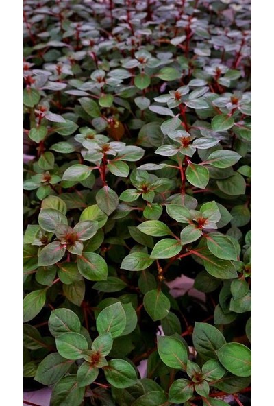 Akvaryum Bitkileri Ludwigia Repens (Gül) Akvaryum Bitkisi 5 Dal Akvaryum Bitkileri Ludwigia Repens (Gül) Akvaryum Bitkisi 5 Dal