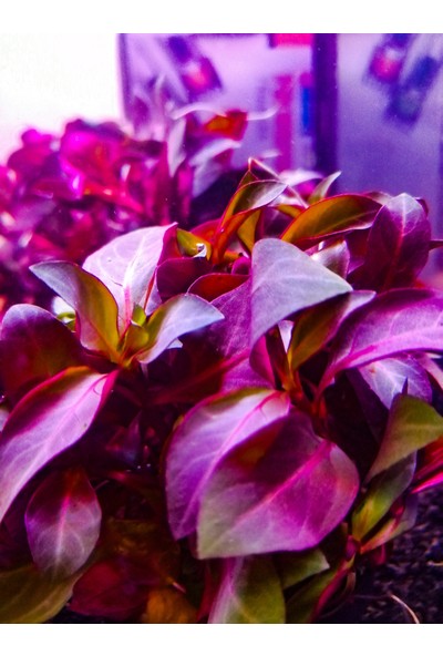 Woof Ludwigia Grandulosa Akvaryum Bitkisi 5 Dal Woof Ludwigia Grandulosa Akvaryum Bitkisi 5 Dal