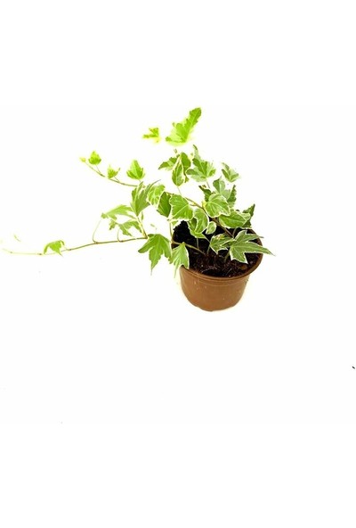 Hedera ,ev Sarmaşığı 20CM