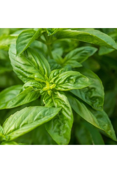 Floramut Geniş Yapraklı Italyan Fesleğen TOHUMU-100 Tohum Floramut Geniş Yapraklı Italyan Fesleğen TOHUMU-100 Tohum