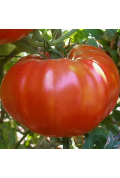 Floramut Eski Köy Tipi Domates Fidesi-5 Adet Floramut Eski Köy Tipi Domates Fidesi-5 Adet