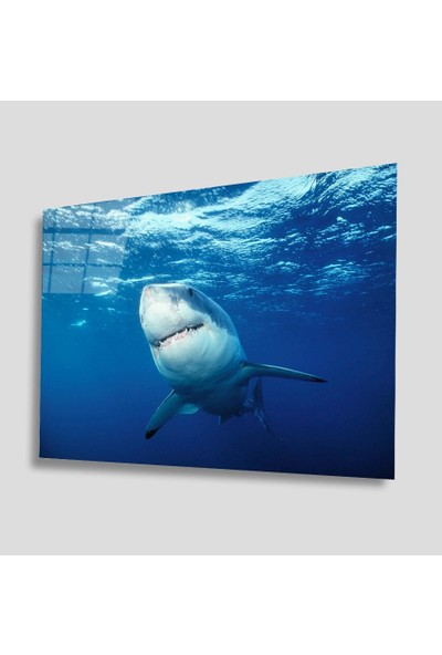 idealizbiz Sualtı Canlıları Cam Tablo 4mm Dayanıklı Temperli Cam