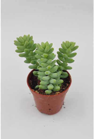 Kaktüs Kent Sedum Burrito Sukulent 5.5 cm Saksıda