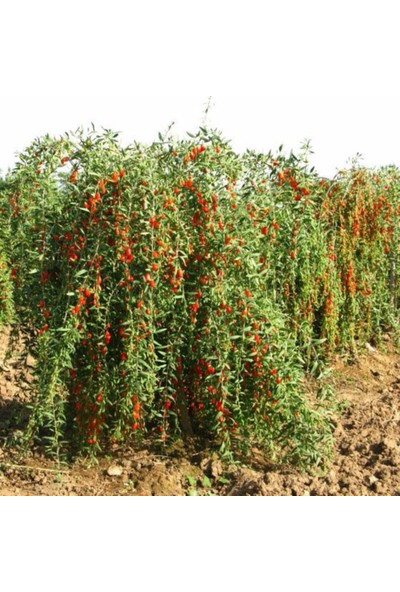 Ucuzluk Diyarı 3 Adet Goji Berry Fidanı ( Nq7 ) Saksıdadır Ucuzluk Diyarı 3 Adet Goji Berry Fidanı ( Nq7 ) Saksıdadır