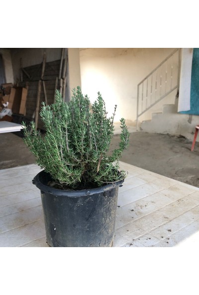 Ucuzluk Diyarı 1 Adet Kekik Fidanı Tüplüdür 30 40 cm
