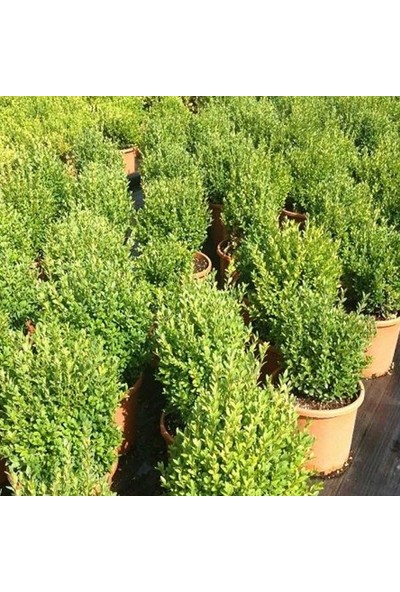 Ucuzluk Diyarı 10 Adet Çıtır Taflan Fidanı Tüplüdür 30 40 cm