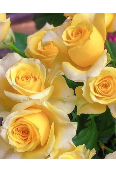 1 Adet Kırmızı Gül + 1 Adet Beyaz Gül + 1 Adet Sarı Gül Fidanı Tüplüdür