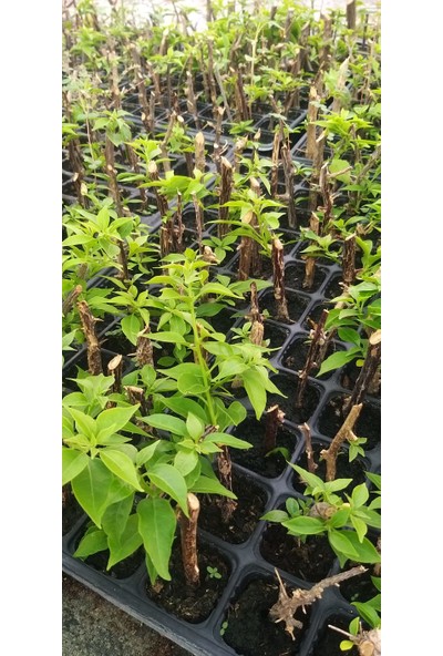 İstanbulmuz Begonvil Fidanı 10 30 Santim Arası