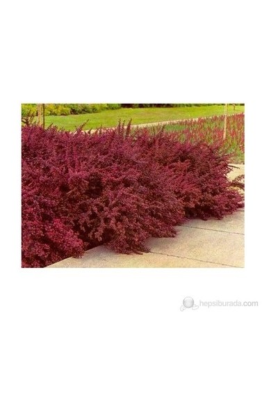 Ucuzluk Diyarı 1 Adet Berberis ( Bodur Kadın Tuzluğu Fidanı Tüplüdür Ucuzluk Diyarı 1 Adet Berberis ( Bodur Kadın Tuzluğu Fidanı Tüplüdür