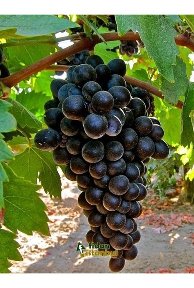 Ucuzluk Diyarı 1 Adet ( Antep Karası ) Üzüm Fidanı Tüplüdür 20-30 cm 1,5 Yaş Ucuzluk Diyarı 1 Adet ( Antep Karası ) Üzüm Fidanı Tüplüdür 20-30 cm 1,5 Yaş