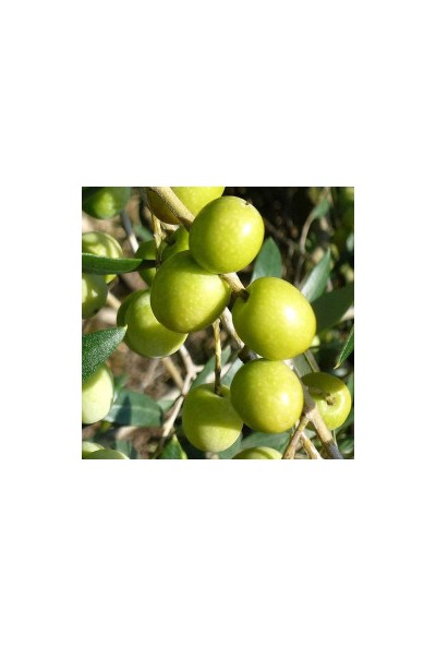 Ucuzluk Diyarı 1 Adet ( Hal Hal ) Zeytin Fidanı Tüplüdür 1,5 Yaş 80-90 cm