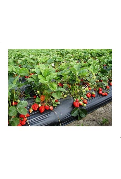 Çilek Diyarı 50 Adet ( Monterey ) Çilek Fidesi Açık Kök ve Firigo Çilek Diyarı 50 Adet ( Monterey ) Çilek Fidesi Açık Kök ve Firigo