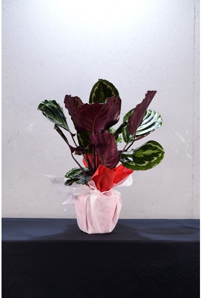 Mert Toys Calathea Saksı Çiçeği