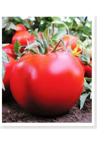Agrodal Tarım Ata Tohumu Yerli Sofralık Domates 100 Adet Tohum Agrodal Tarım Ata Tohumu Yerli Sofralık Domates 100 Adet Tohum