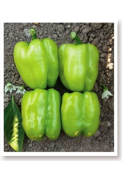 Agrodal Tarım Ata Tohumu Tatlı Kandil Dolma Biberi 100 Adet Tohum Agrodal Tarım Ata Tohumu Tatlı Kandil Dolma Biberi 100 Adet Tohum