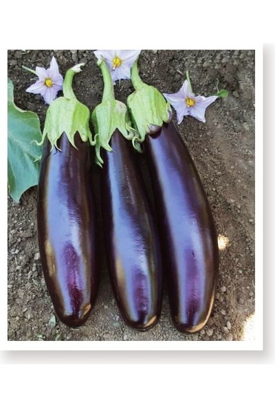 Agrodal Tarım Ata Tohumu Yöresel Kemer Patlıcan Tohumu 100 Adet Tohum