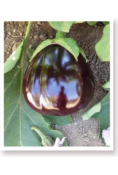 Agrodal Tarım Ata Tohumu Yöresel Topak Patlıcan Tohumu 100 Adet Tohum