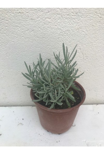saksılı Yoğun Kokulu Aromatik Lavanta Fidanı