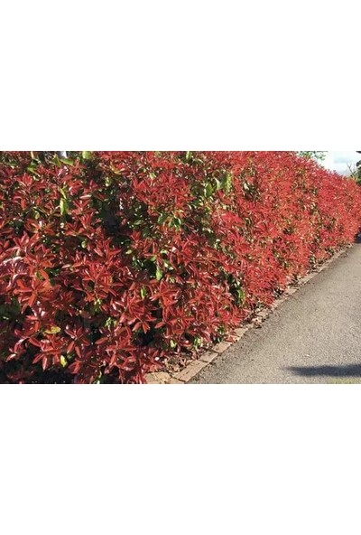 Rüzgar Botanik Alev Ağacı Fidanı Saksılı 60 cm 80 cm