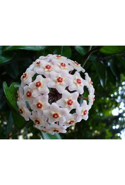 Rüzgar Botanik Mum Çiçeği Fidanı Saksılı 30 cm 50 cm