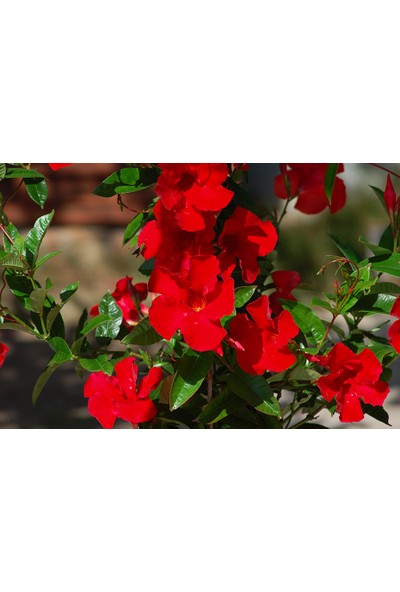 Rüzgar Botanik Kırmızı Mandavilla Çiçeği Saksılı 60 cm 80 cm