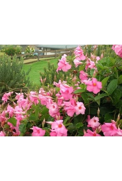 Rüzgar Botanik Pembe Mandavilla Çiçeği Fidanı Saksılı