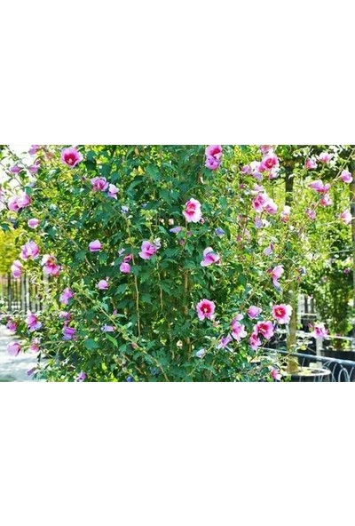 Rüzgar Botanik Ağaç Hatmi Fidanı Saksılı 60 cm 80 cm Rüzgar Botanik Ağaç Hatmi Fidanı Saksılı 60 cm 80 cm