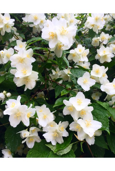 Rüzgar Botanik Filbahri Çiçeği Fidanı Saksılı 60 cm 80 cm