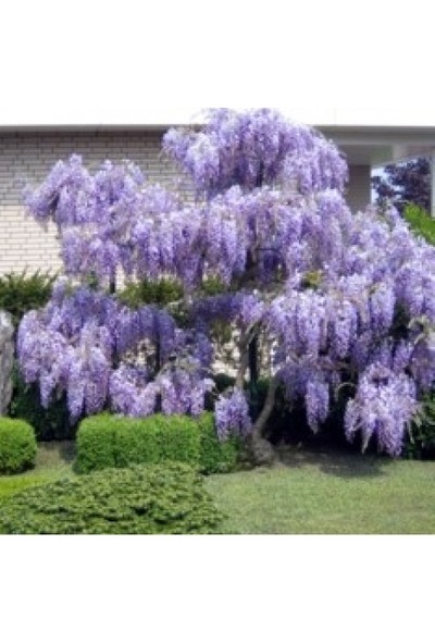 Lala Ahmet Botanik Mor Salkım Ağacı Fidanı Saksılı Her Mevsim Dikime Uygundur Lala Ahmet Botanik Mor Salkım Ağacı Fidanı Saksılı Her Mevsim Dikime Uygundur