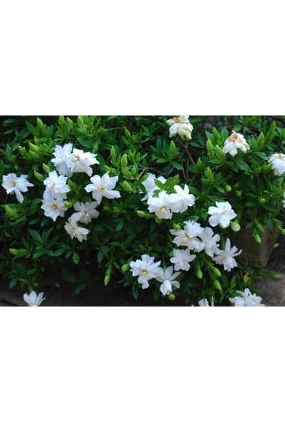 Lala Ahmet Botanik 2'li Gardenya Çiçeüği 20 30 cm Gardenia Jasminoides Lala Ahmet Botanik 2'li Gardenya Çiçeüği 20 30 cm Gardenia Jasminoides