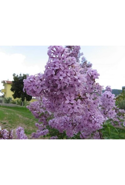 Lala Ahmet Botanik 4'li Leylak Fidanı 50 60 cm Syringa Vulgaris Lala Ahmet Botanik 4'li Leylak Fidanı 50 60 cm Syringa Vulgaris