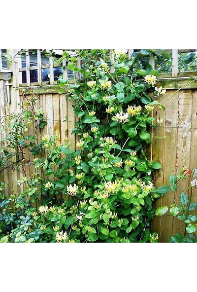 Lala Ahmet Botanik Sarı Beyaz Çiçekli Kokulu Hanımeli Tüplü Her Mevsim Dikilebilir Lala Ahmet Botanik Sarı Beyaz Çiçekli Kokulu Hanımeli Tüplü Her Mevsim Dikilebilir